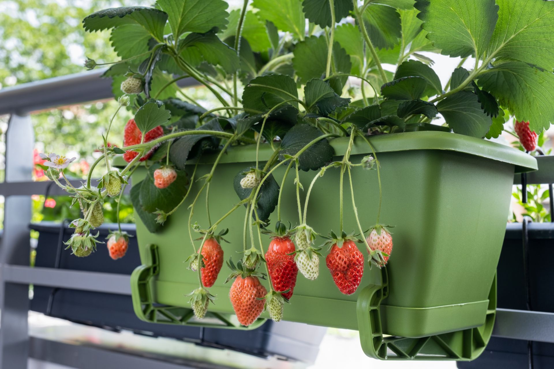 Aardbeien kweken: tips voor de lekkerste zelfgeplukte aardbeien